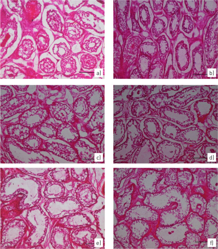 Comparison of morphometric and histological properties of testicles and ...