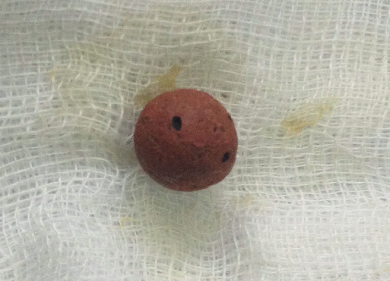 Bronchoscopy and bronchoalveolar lavage in dogs and cats - VETERINARSKA ...